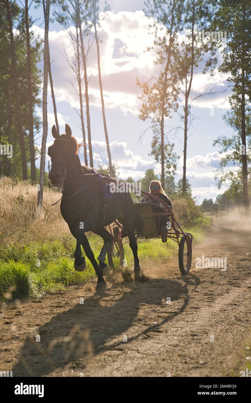 Lady trains a horse sitting in a sulky on a track. High quality photo ...