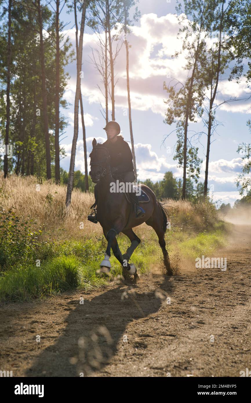 Lady trains a horse sitting in a sulky on a track. High quality photo ...