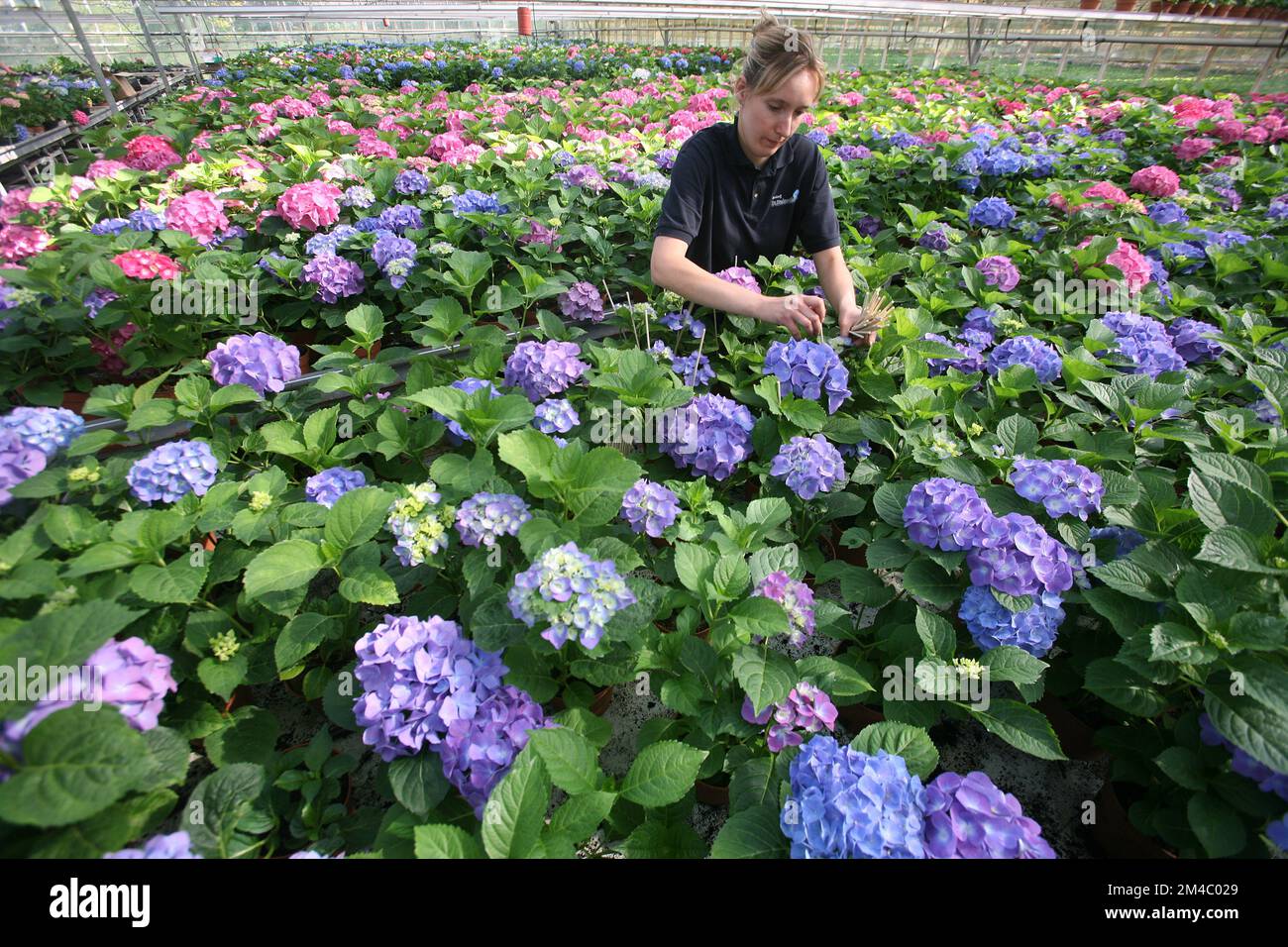 Netherlands, grower of hortensia plants in a greenhouse or glass house ...