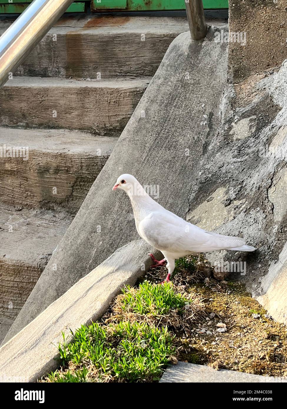 Beautiful white dove sitting on the grass Stock Photo - Alamy Beautiful white dove sitting on the grass Stock Photo - Alamy