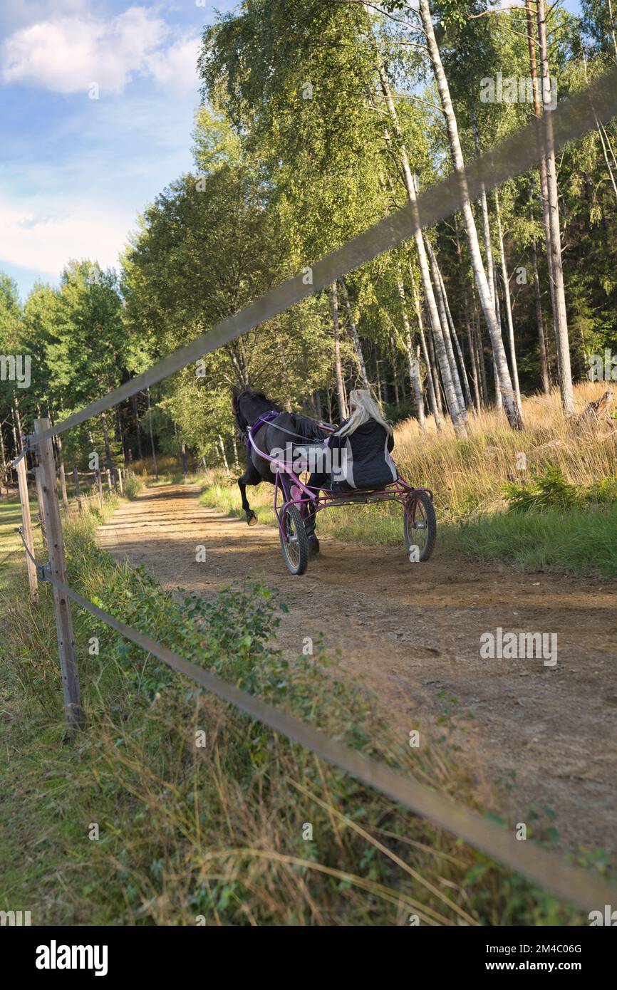 Lady trains a horse sitting in a sulky on a track. High quality photo ...