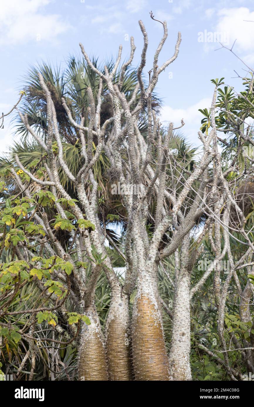 Pachypodium lamerei hi-res stock photography and images - Alamy