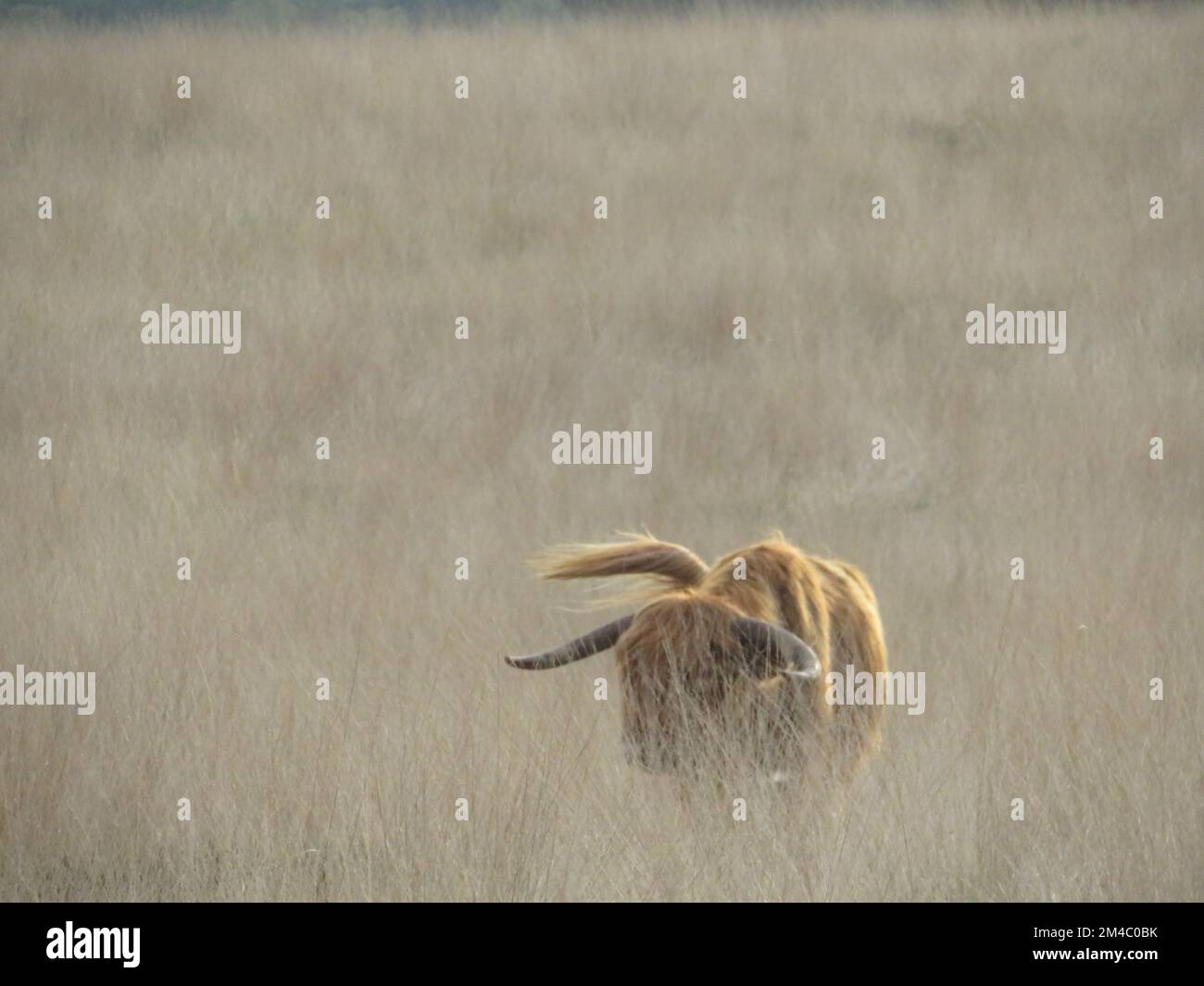Netherlands, a Highland cow in national park the south Veluwe Stock ...