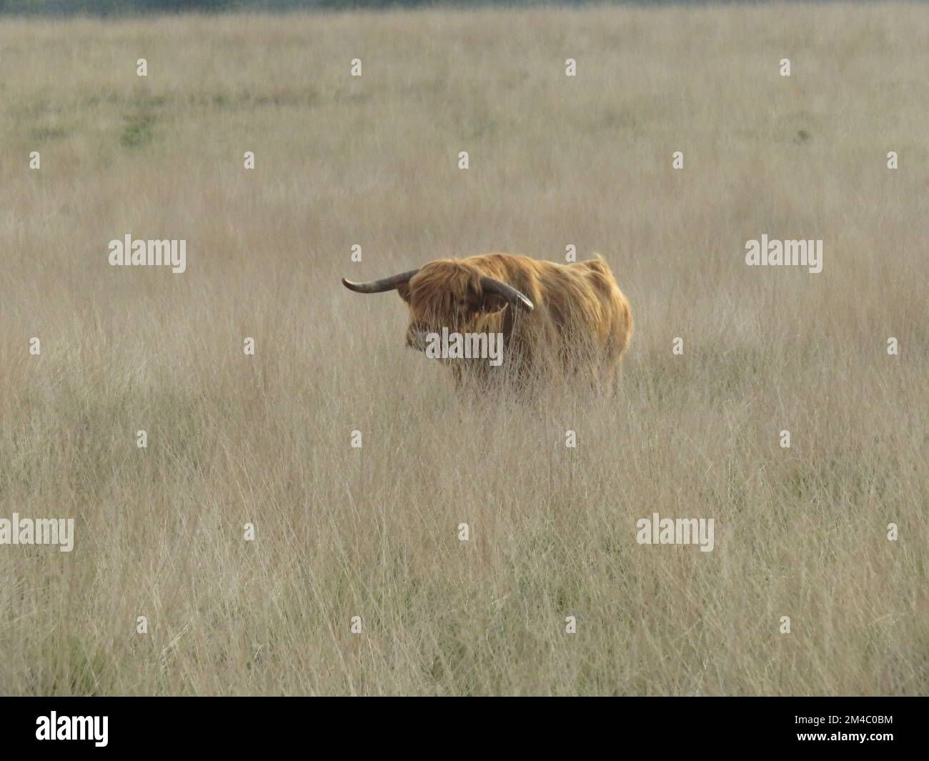 Netherlands, a Highland cow in national park the south Veluwe Stock ...