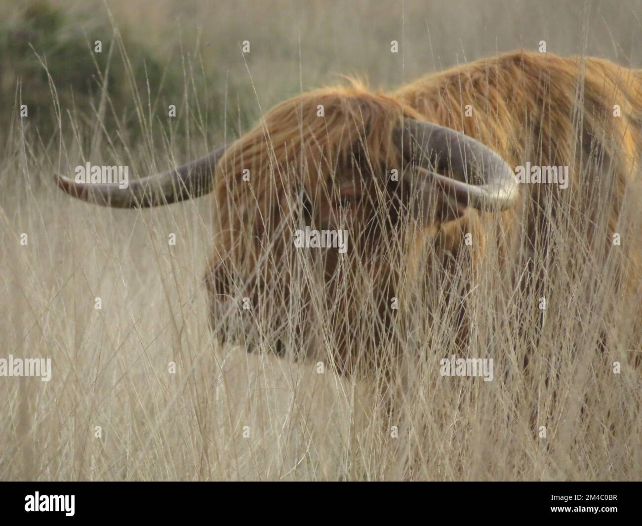 Netherlands, a Highland cow in national park the south Veluwe Stock ...