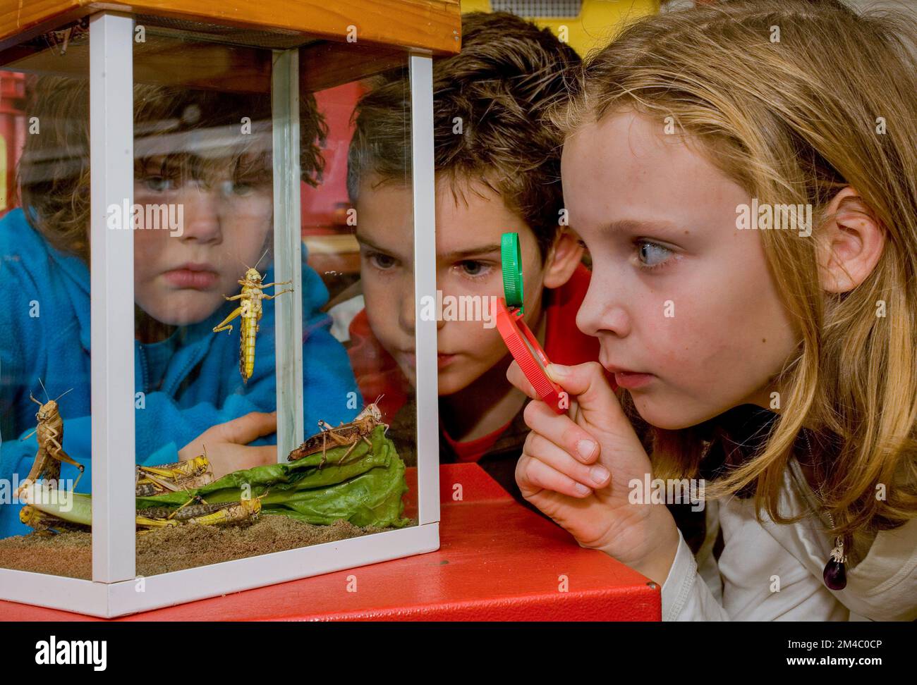 Netherlands. children look at insects in an aquarium with a magnifying ...