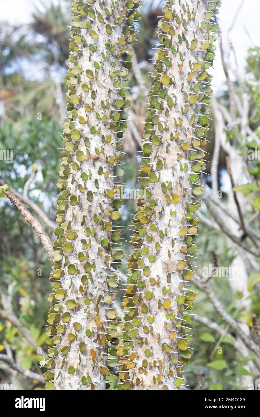 Alluaudia ascendens plant Stock Photo - Alamy