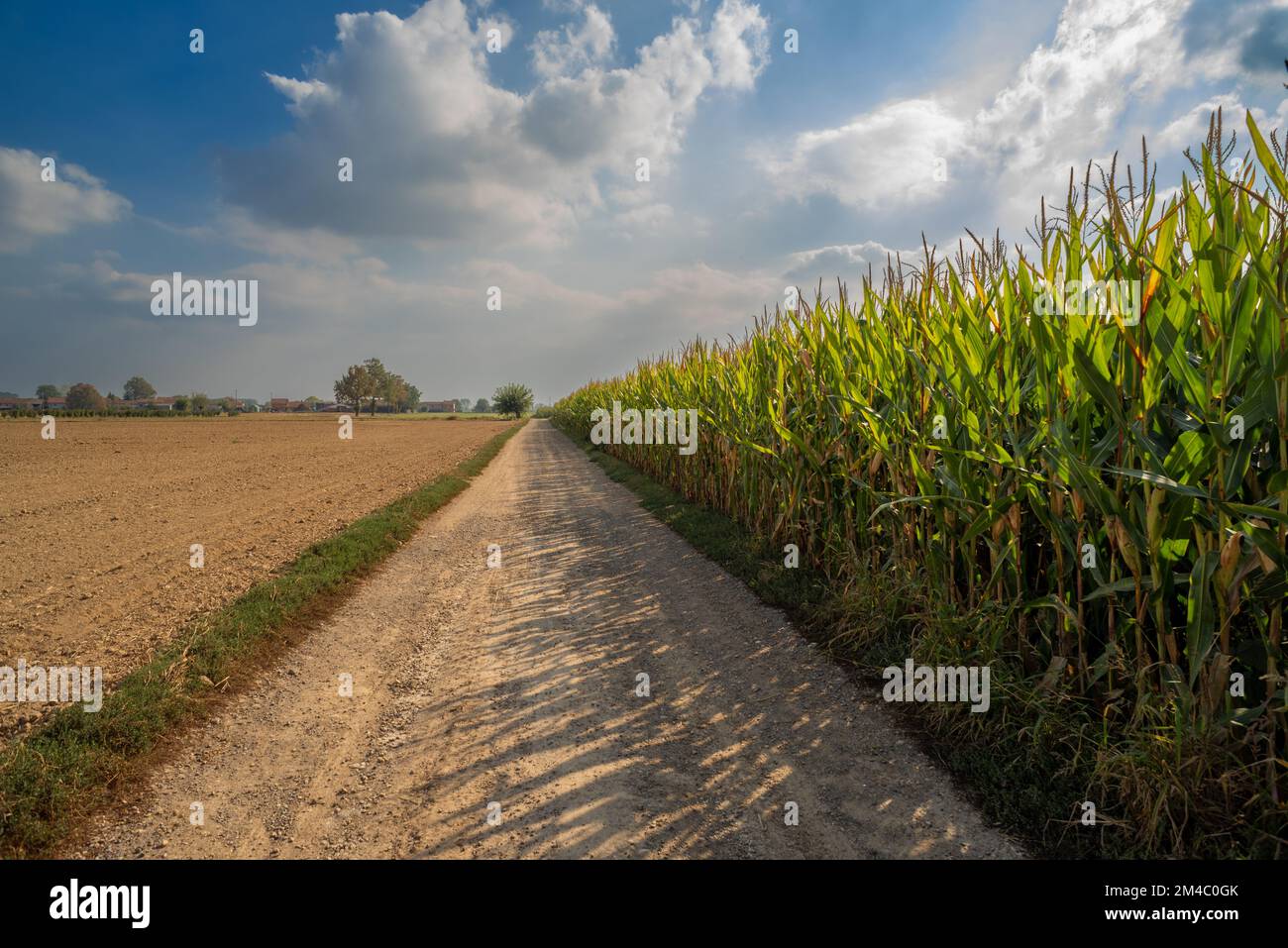 Country road skirts corn field and plowed fields in the Italian Po ...