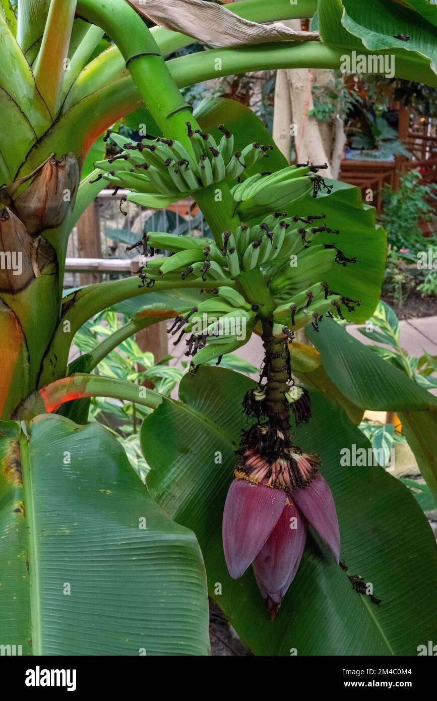Banana Plant