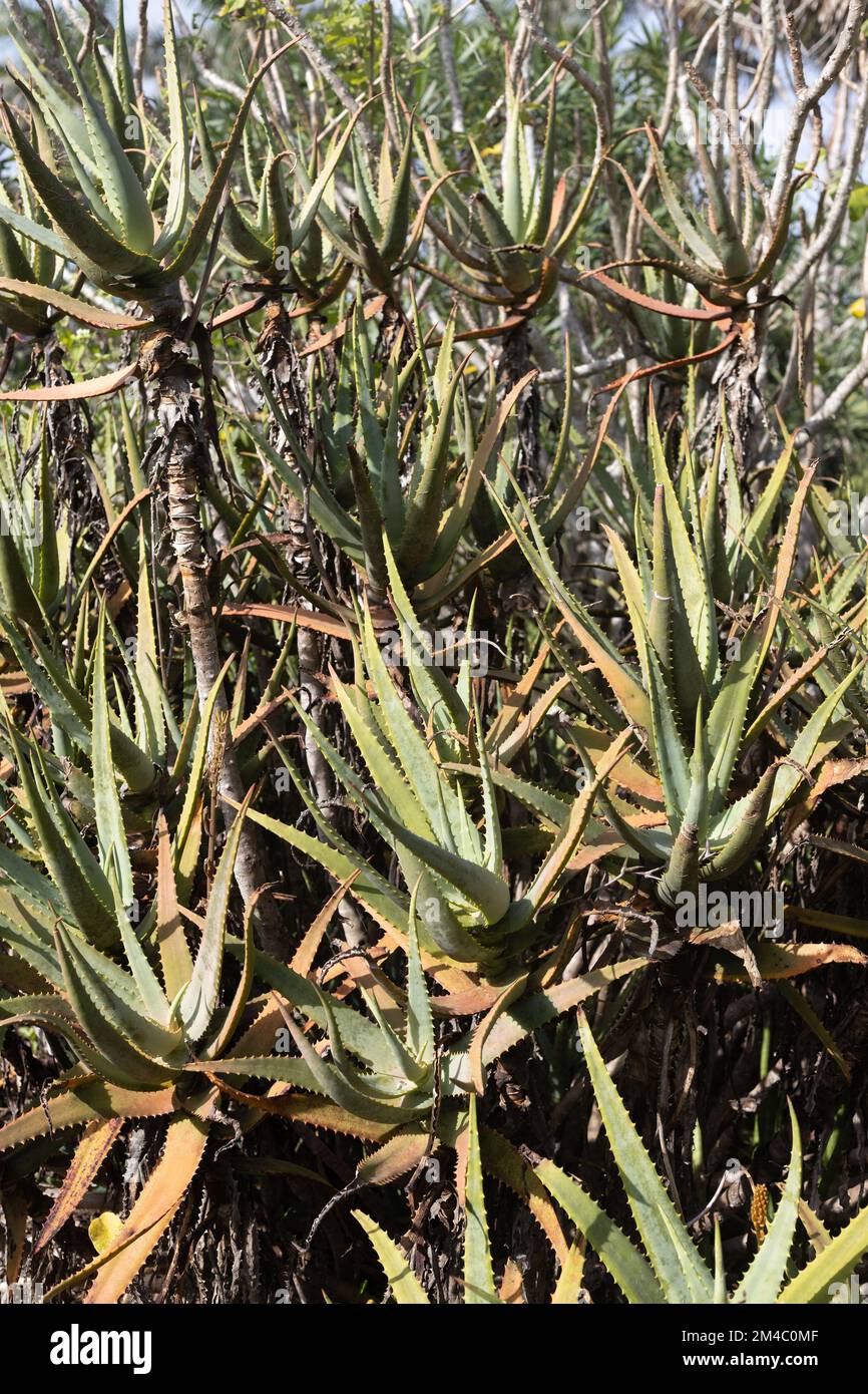 Aloe ferox - bitter aloe Stock Photo - Alamy