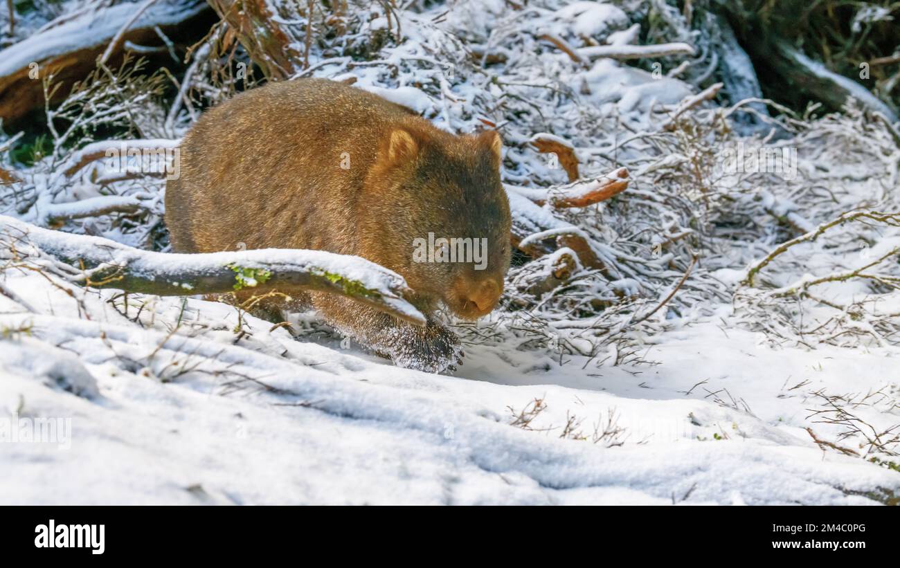 A cute, fluffy wombat walking on the snowy ground in winter in Tasmania ...