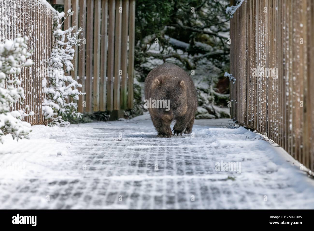 A cute, fluffy wombat walking on the snowy ground in winter in Tasmania ...