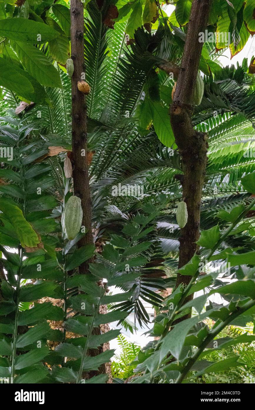 Cocoa bean and cocoa tree hi-res stock photography and images - Alamy
