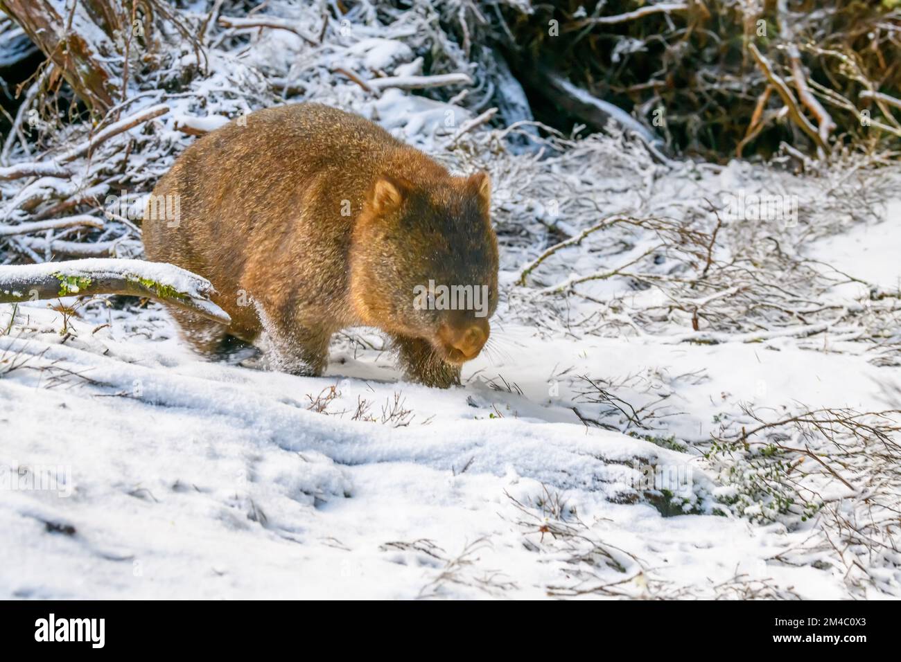 A cute, fluffy wombat walking on the snowy ground in winter in Tasmania ...