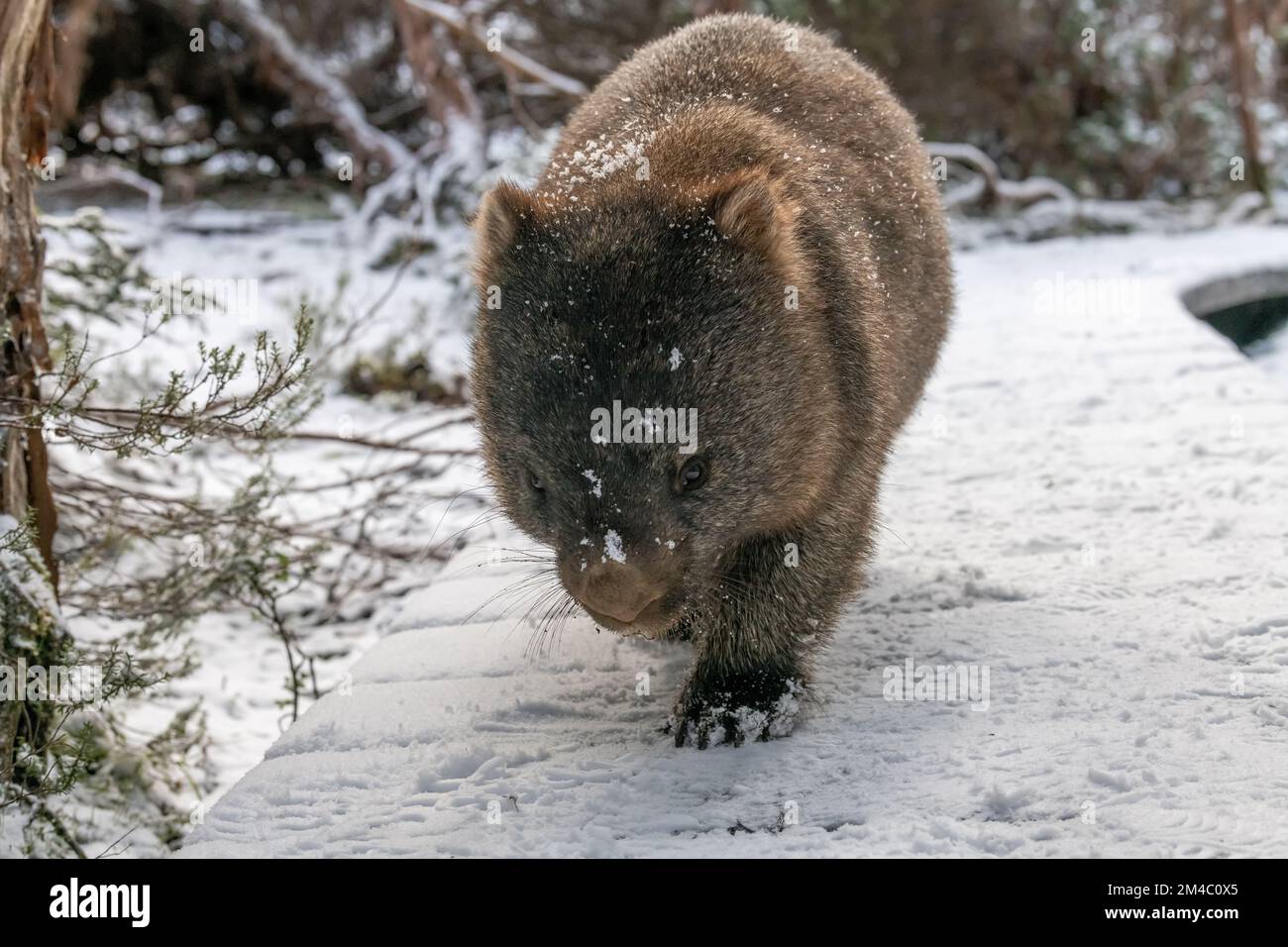 A cute, fluffy wombat walking on the snowy ground in winter in Tasmania ...