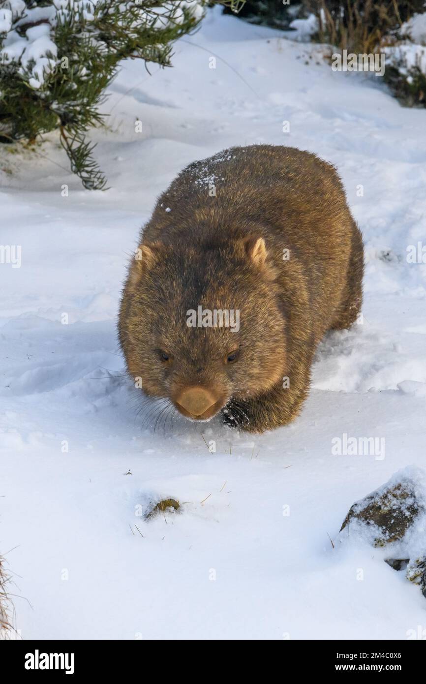 Cute fluffy wombat walking hi-res stock photography and images - Alamy