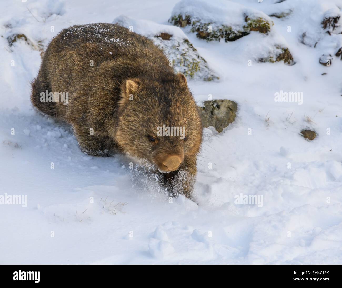 A cute, fluffy wombat walking on the snowy ground in winter in Tasmania ...
