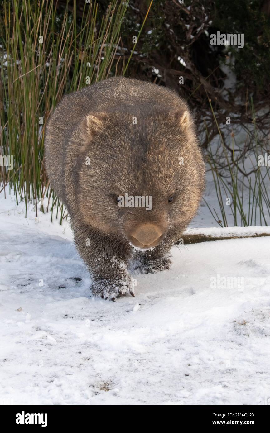 A cute, fluffy wombat walking on the snowy ground in winter in Tasmania ...