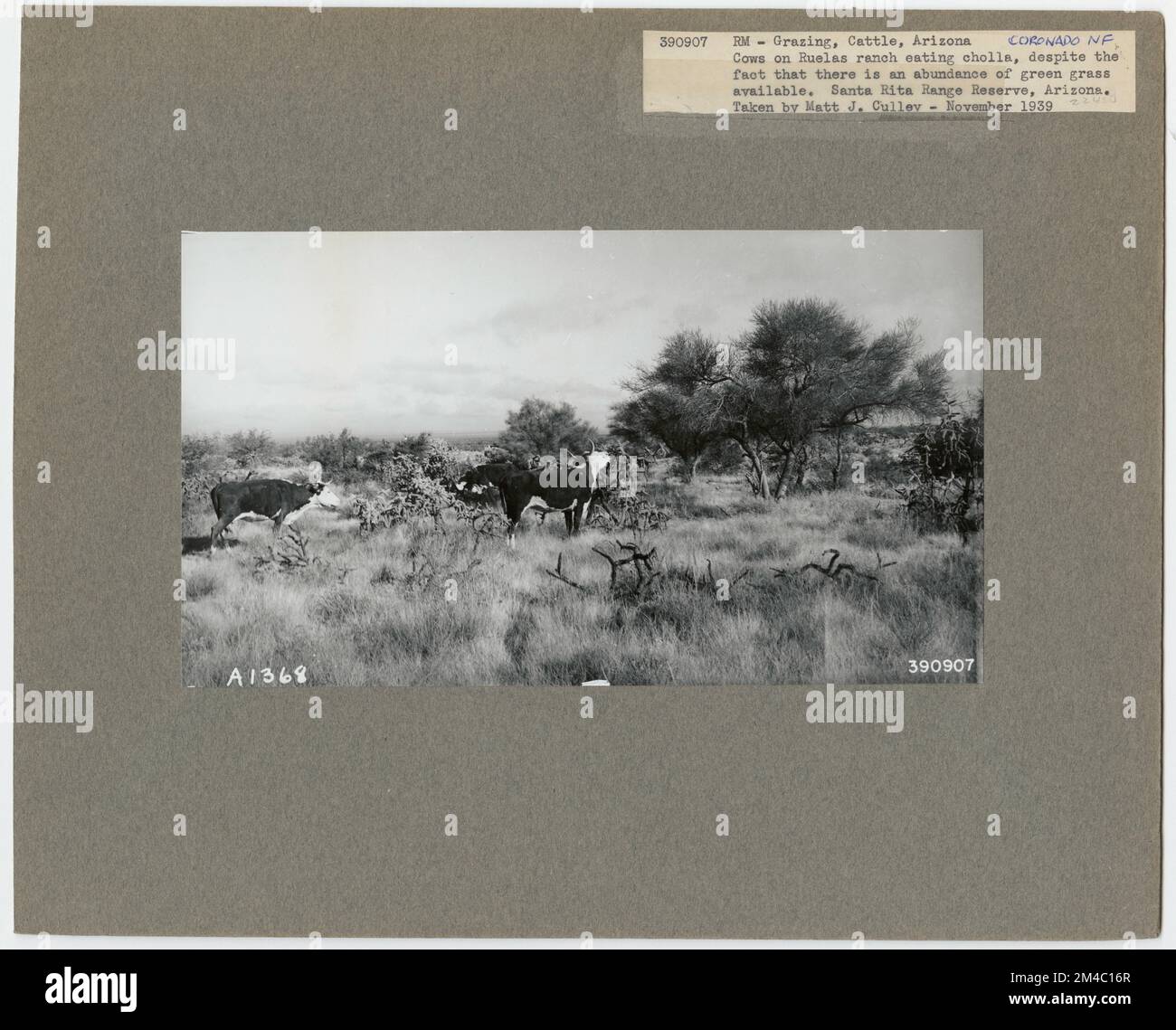 Cattle Grazing - Arizona. Photographs Relating to National Forests ...