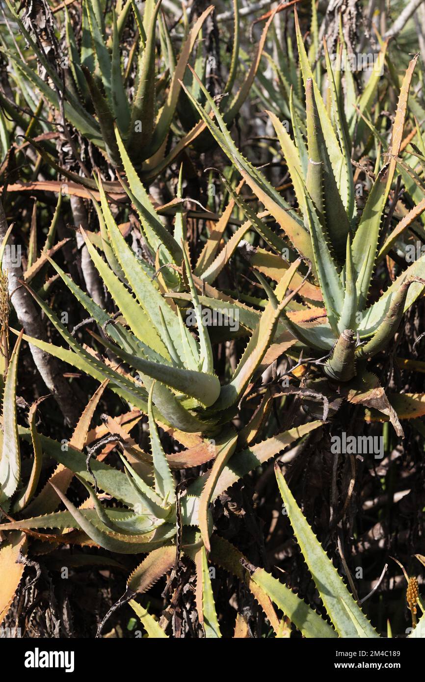 Aloe ferox - bitter aloe Stock Photo - Alamy