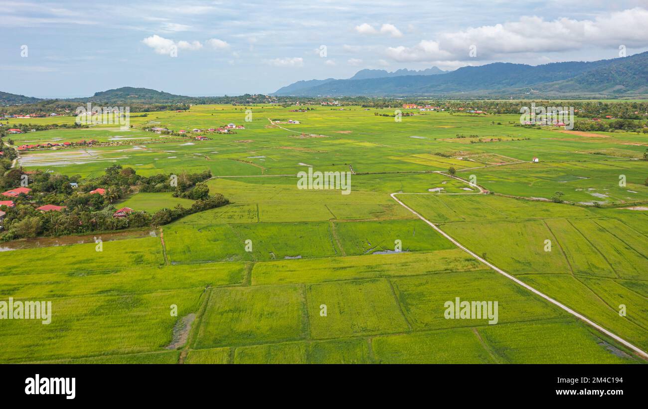 Aerial view over green lush paddy field at the sunset valley Langkawi ...