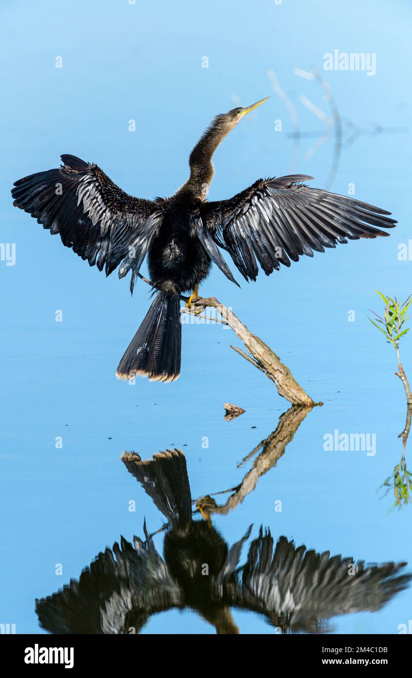 Anhinga (Anhinga anhinga) drying it's wings in the sun with reflection ...