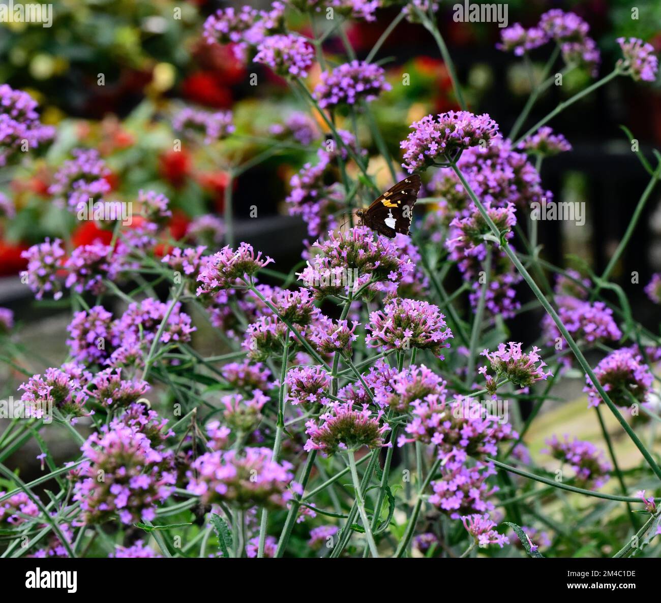A closeup shot of purple vervain and a spotted skipper butterfly in a ...