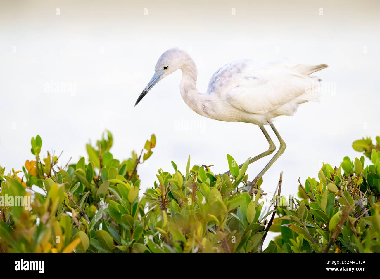 Little blue heron (Egretta caerulea) juvenile bird, on water lettuce ...
