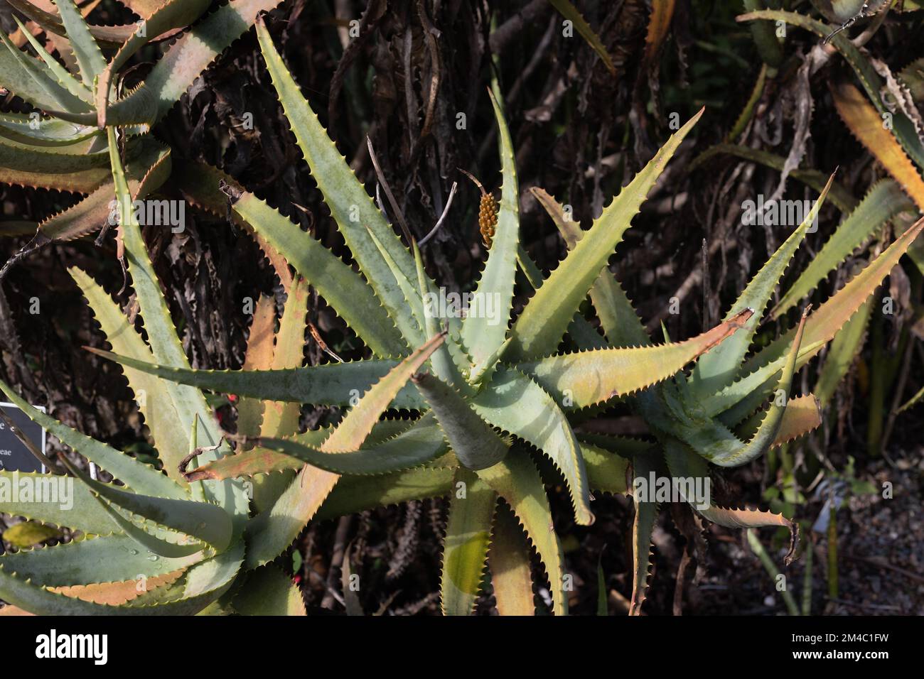 Aloe ferox - bitter aloe Stock Photo - Alamy