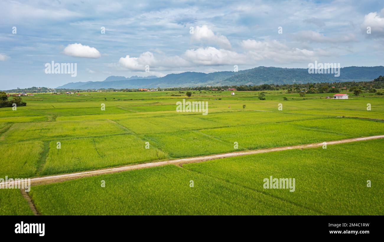 Aerial view over green lush paddy field at the sunset valley Langkawi ...