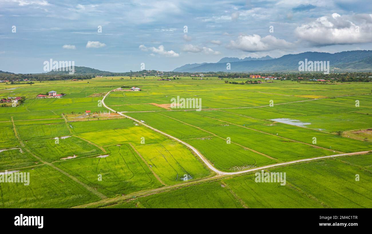 Aerial view over green lush paddy field at the sunset valley Langkawi ...