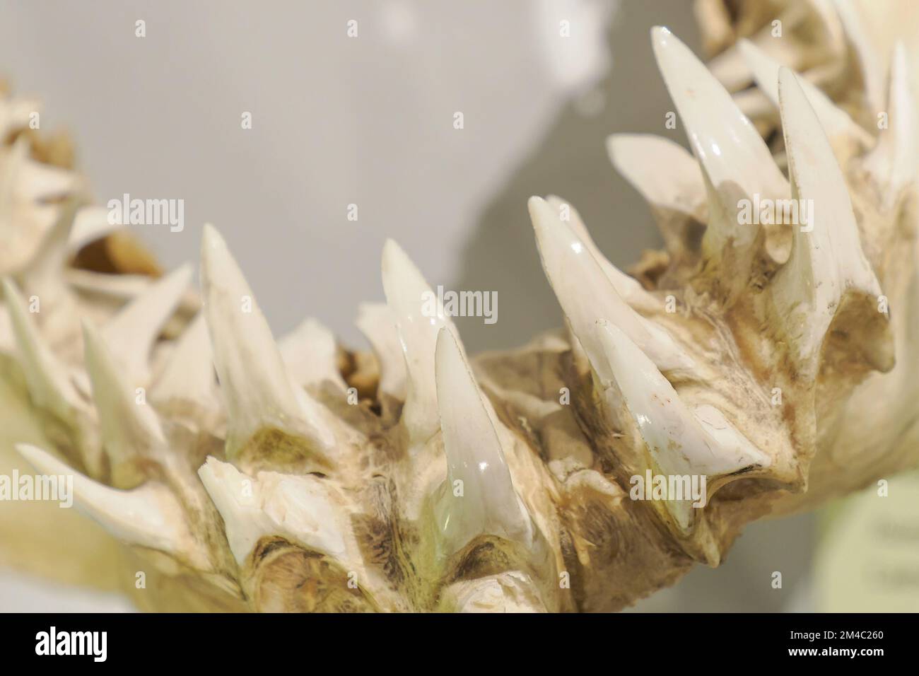 Mako shark jaw showing teeth detail Stock Photo - Alamy