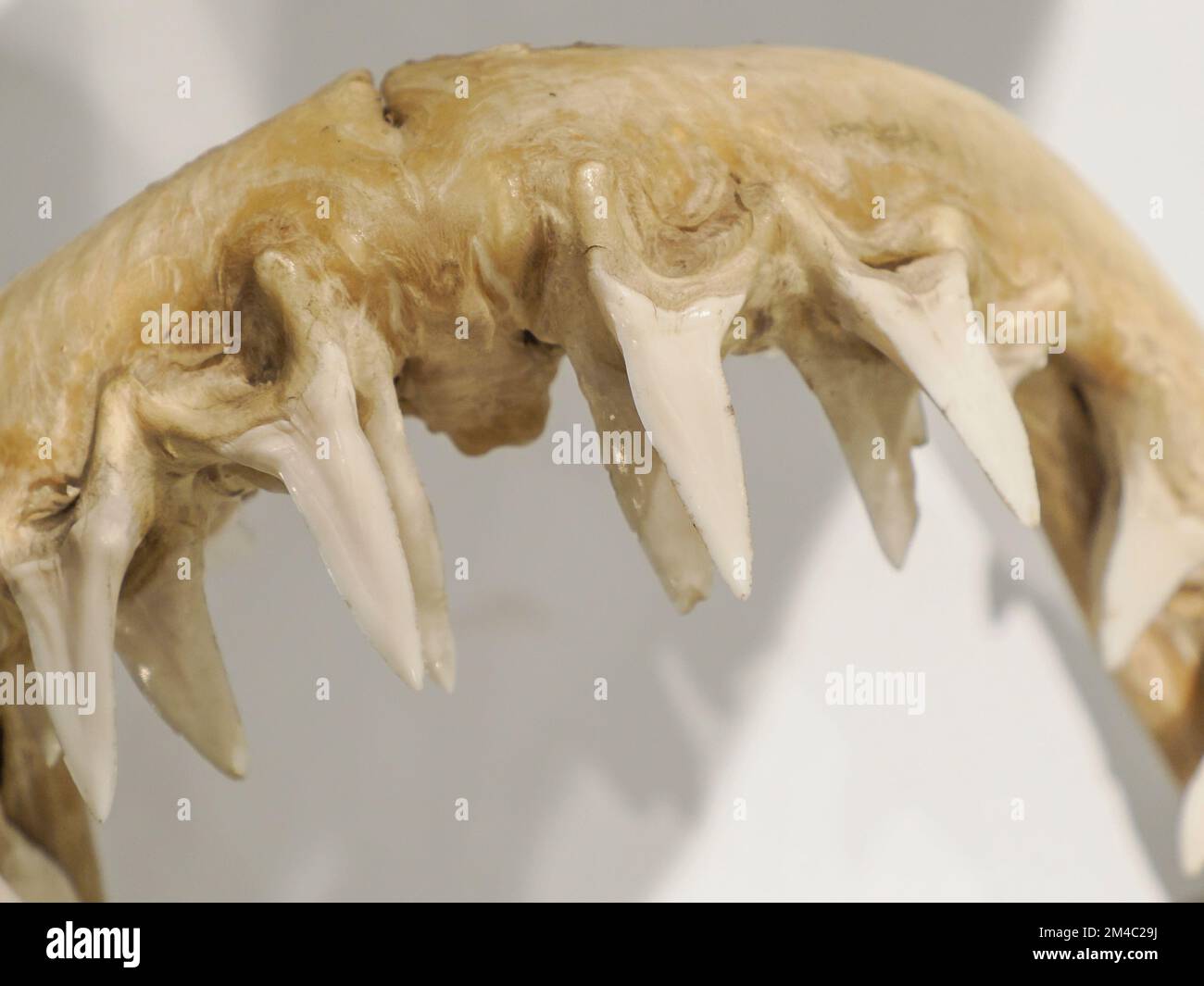 Shark teeth rows hi-res stock photography and images - Alamy