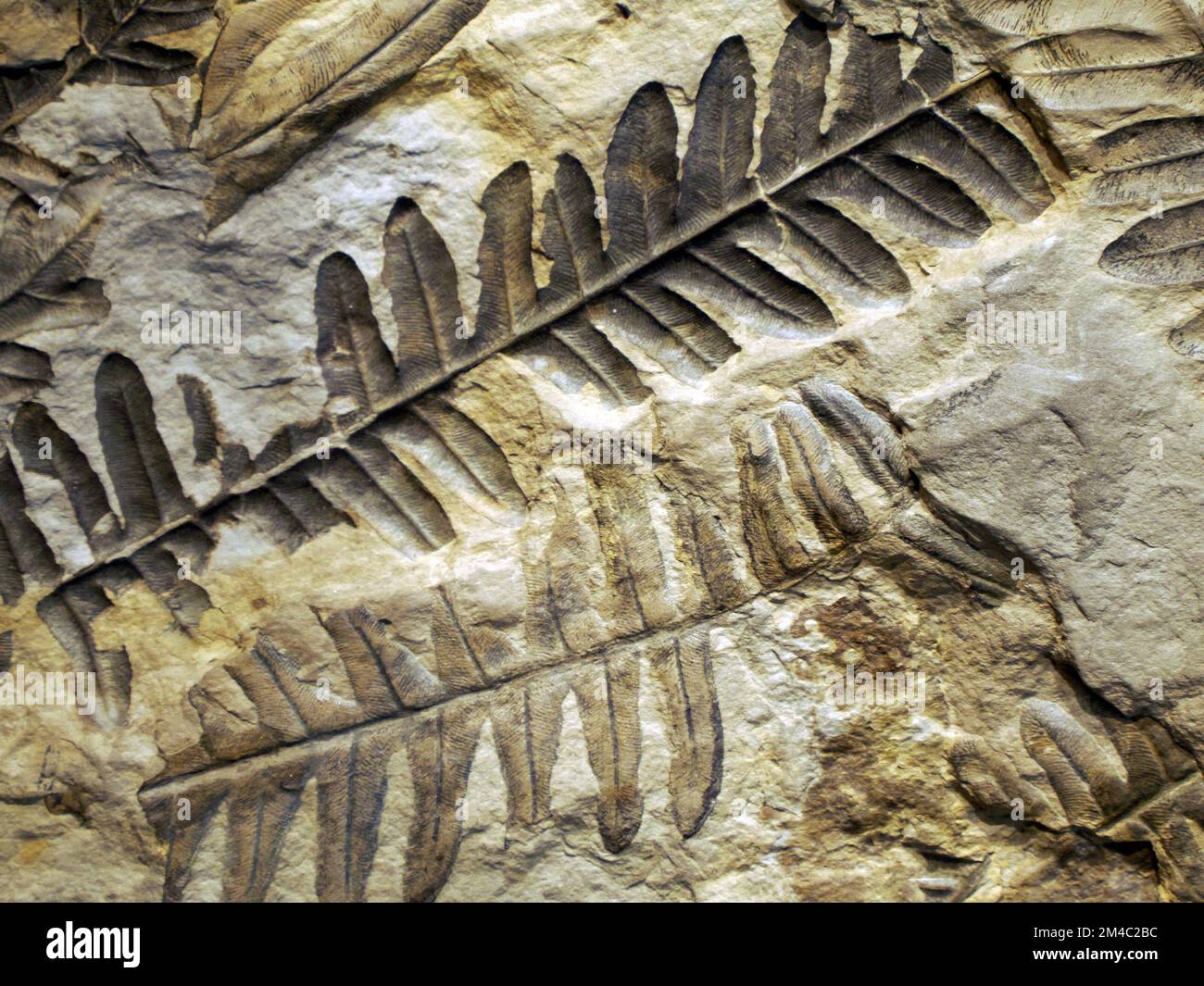 Petrified prehistorical ferns frond imprint on stone with plants ...