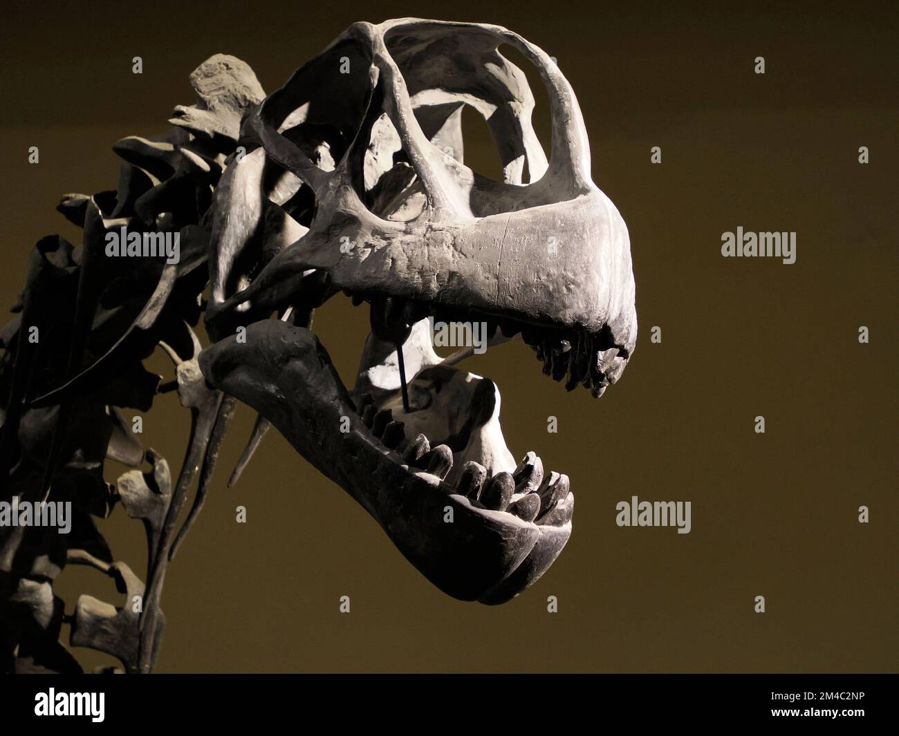 Camarasaurus Plesiosaurios dinosaur skeleton skull detail ...