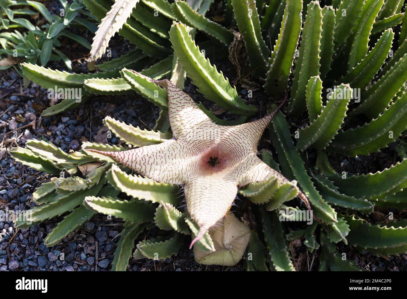 Stapelia gigantea - Zulu Giant - flowering plant Stock Photo - Alamy