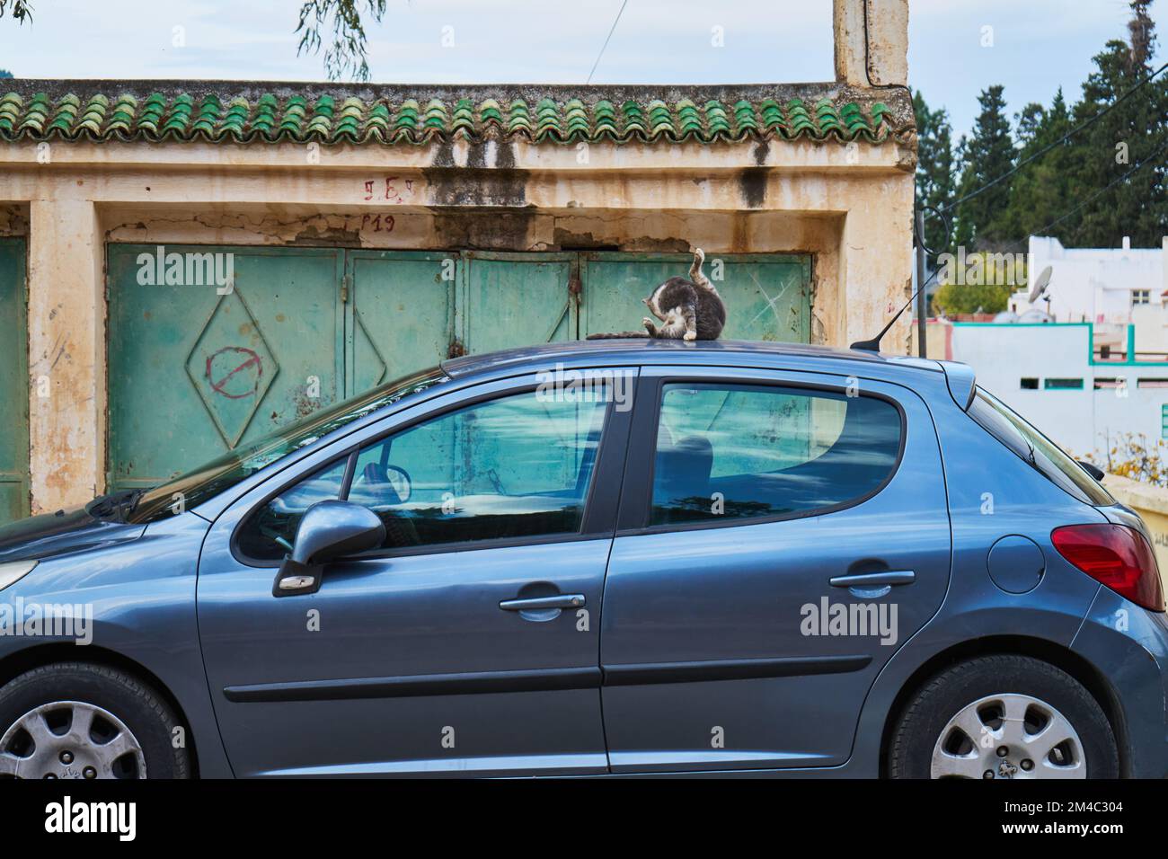 A homeless cat on a car in a Moroccan street Stock Photo - Alamy
