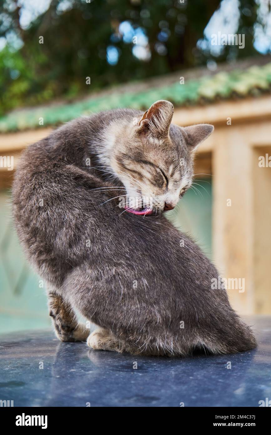A homeless cat on a car in a Moroccan street Stock Photo - Alamy