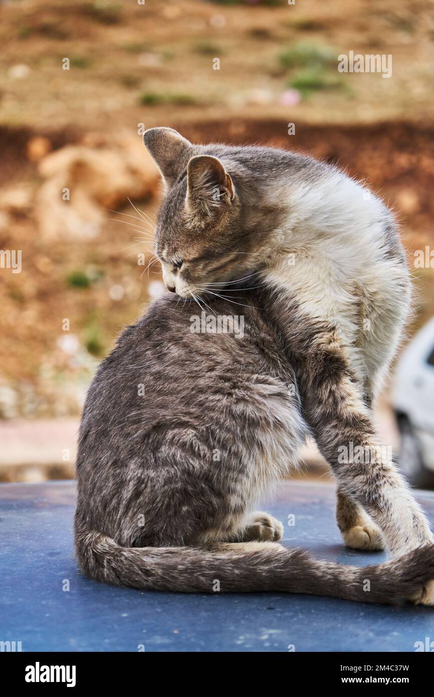 A homeless cat on a car in a Moroccan street Stock Photo - Alamy