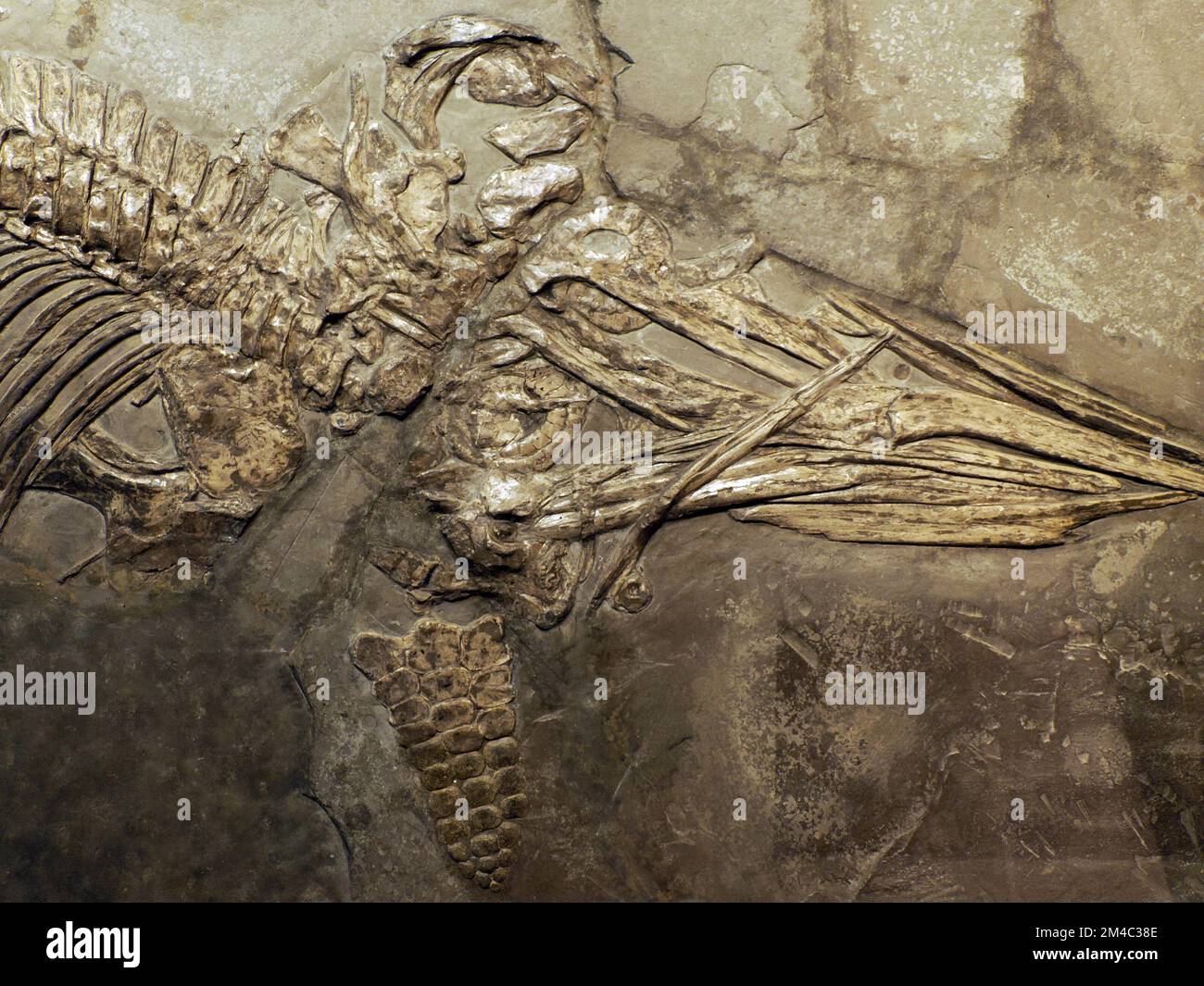 Plesiosaurios dinosaur fossilized fish in stone detail Stock Photo - Alamy