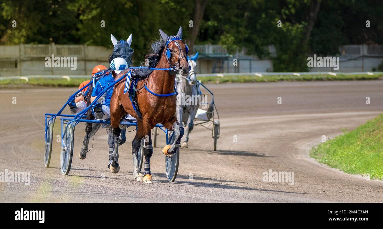 Jockeys and horses. Racing horses competing with each other. Race in harness with a sulky or ...