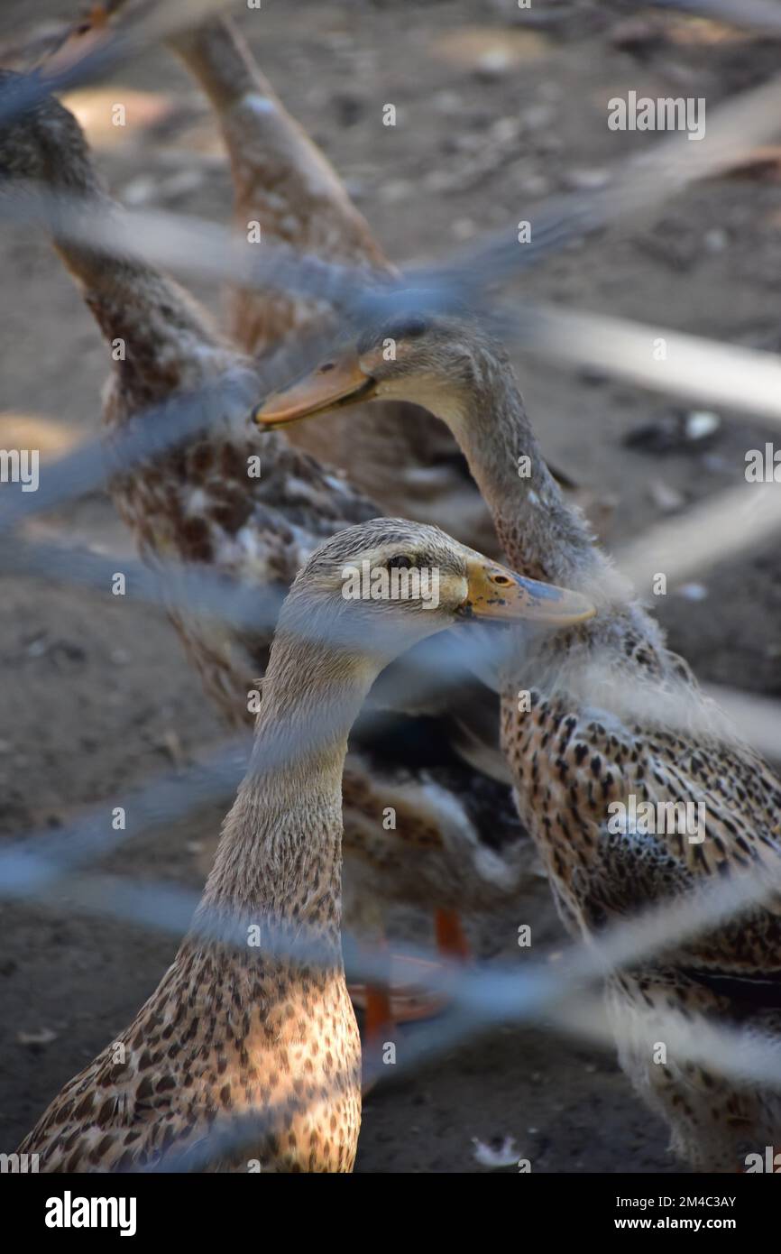 A vertical shot of the Indian Runner ducks in a cage Stock Photo - Alamy