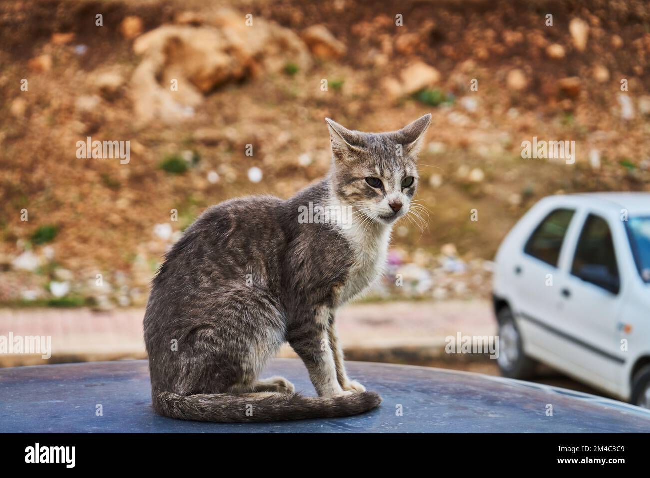 A homeless cat on a car in a Moroccan street Stock Photo - Alamy