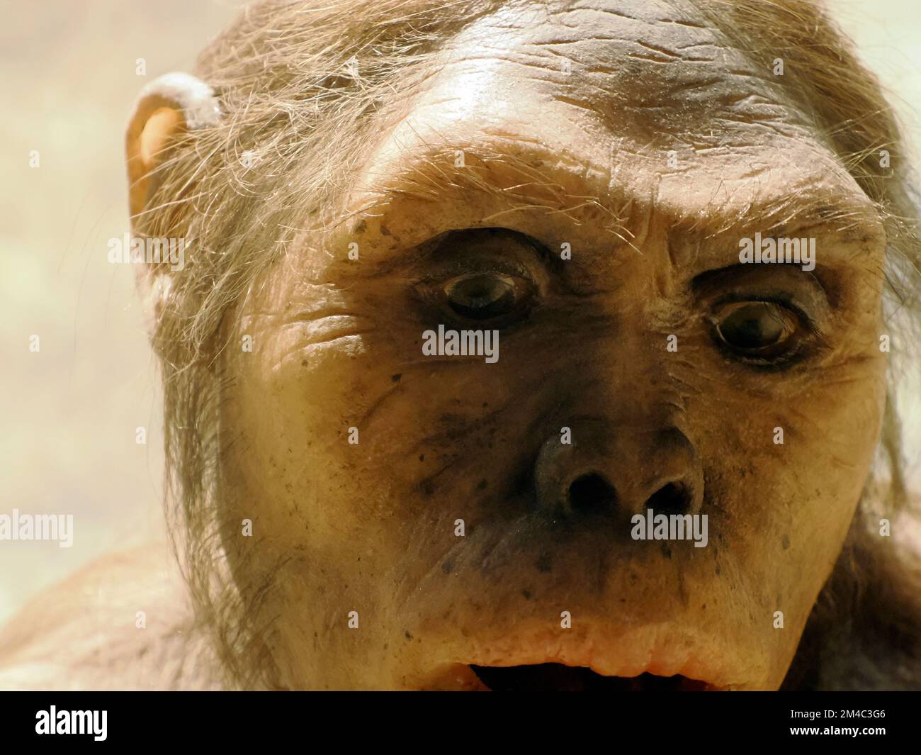 Neanderthal prehistoric woman lucy style evolution display detail Stock ...