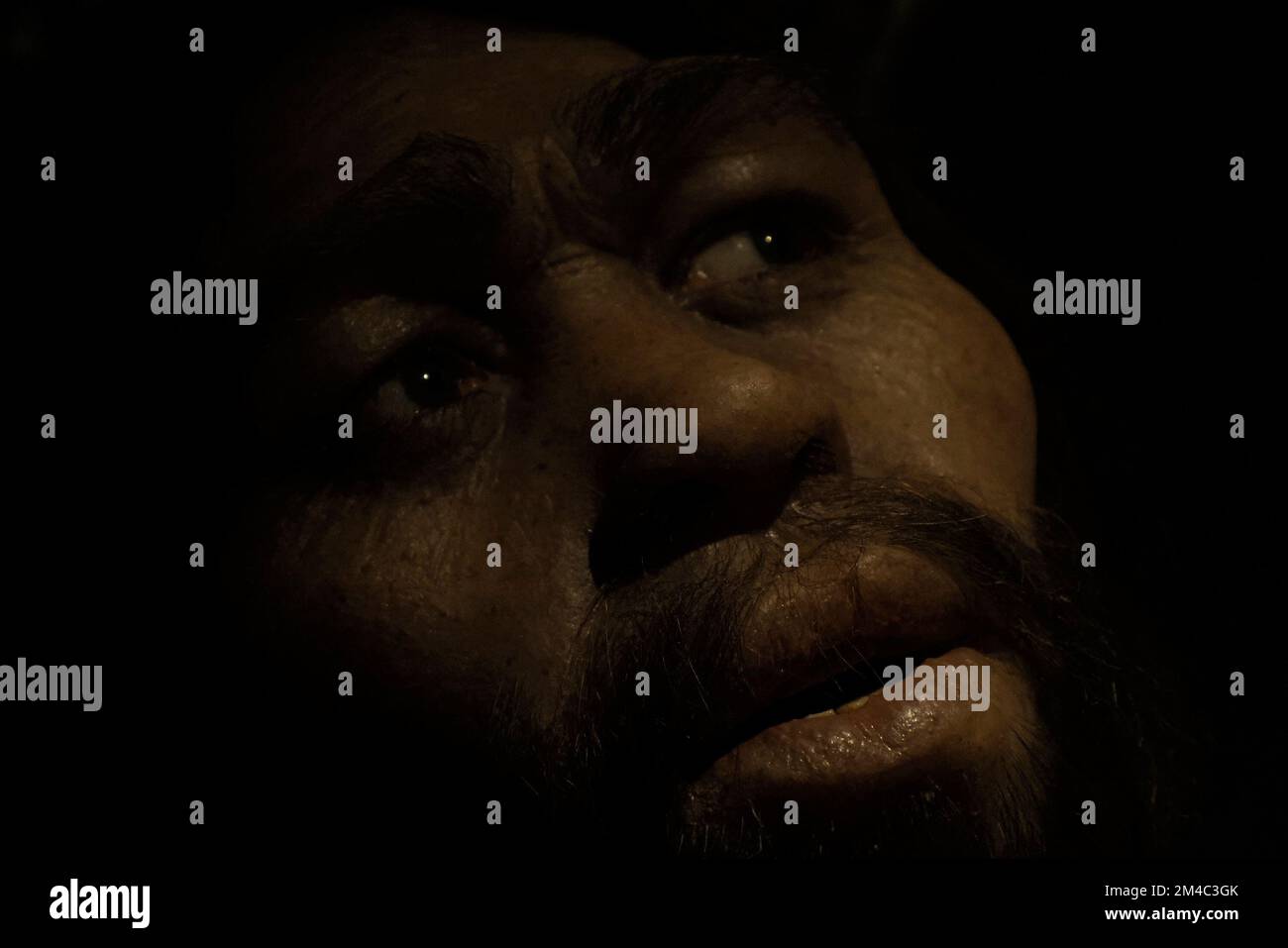 Neanderthal prehistoric man lucy style evolution display detail Stock ...