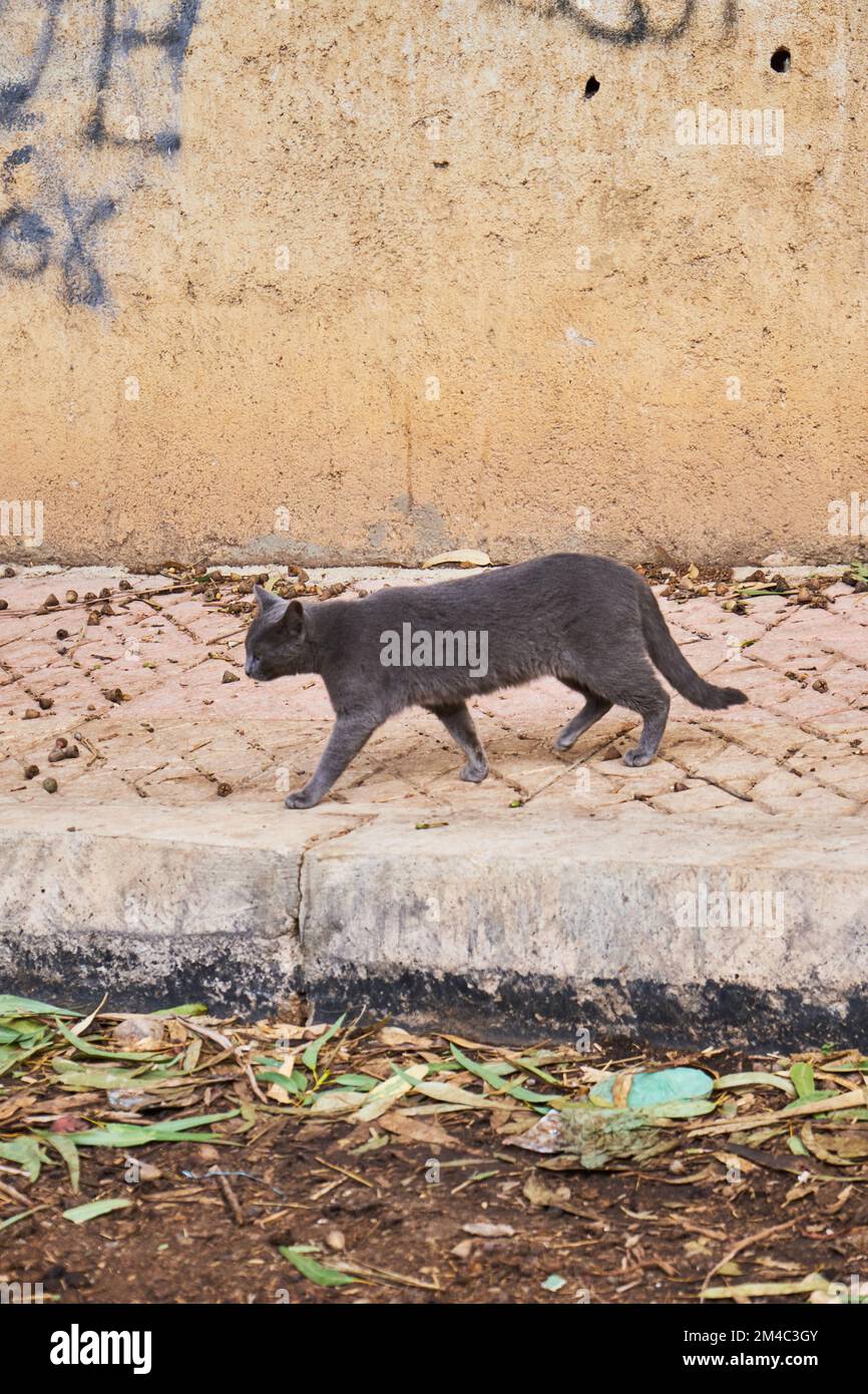 A homeless cat walking on the sidewalk Stock Photo - Alamy