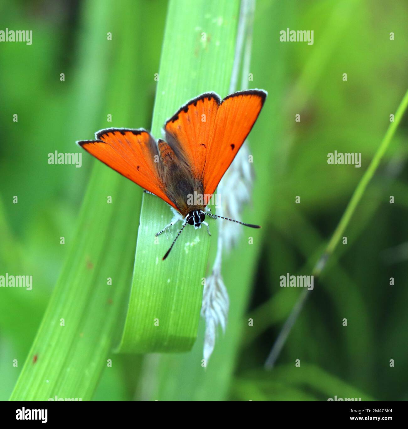 Large Copper Butterfly Stock Photo - Alamy