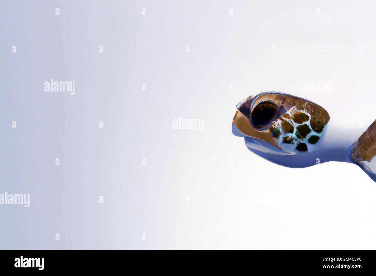 Cute sea Turtle head – 3D Illustration with space for your text or ...