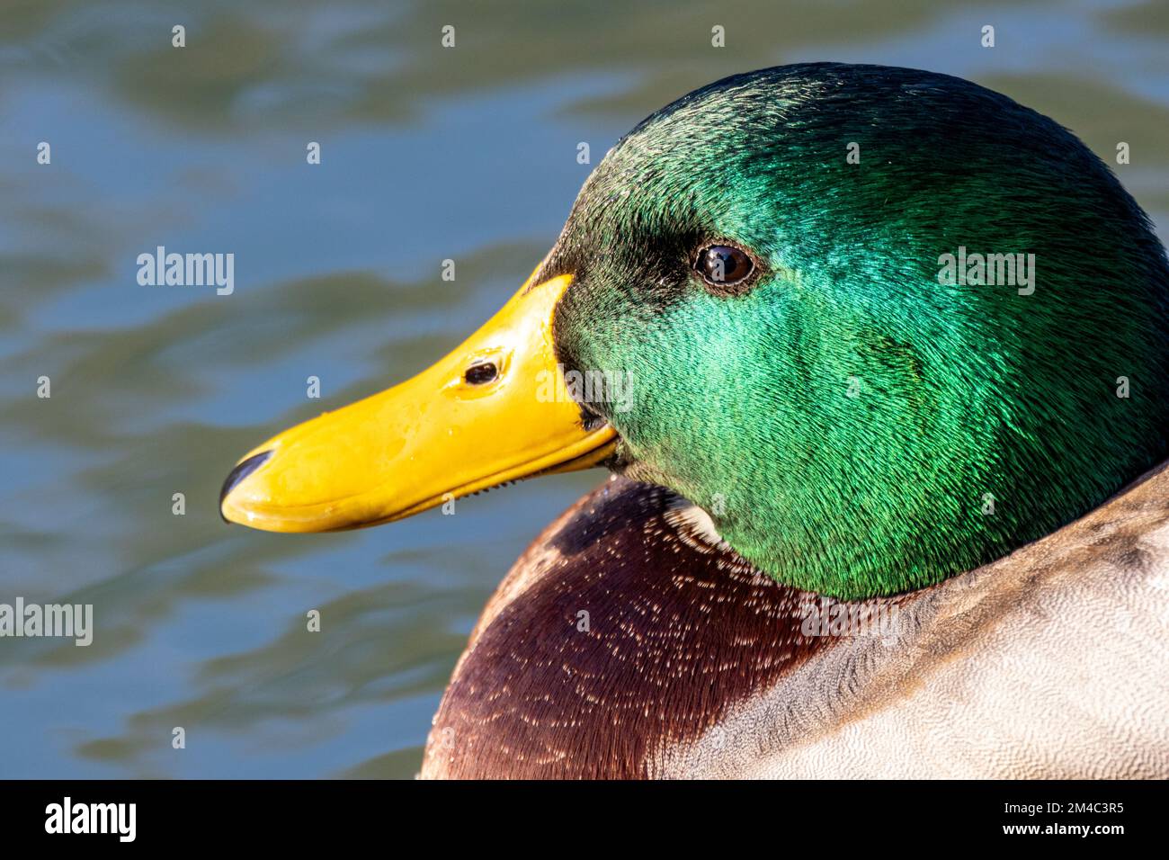 One of the commonest members of the duck family, a male Mallard has ...