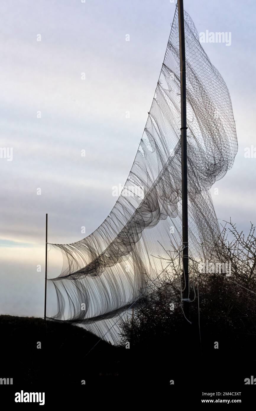 Nets in a field to capture birds for counting and ringing in silhouette ...